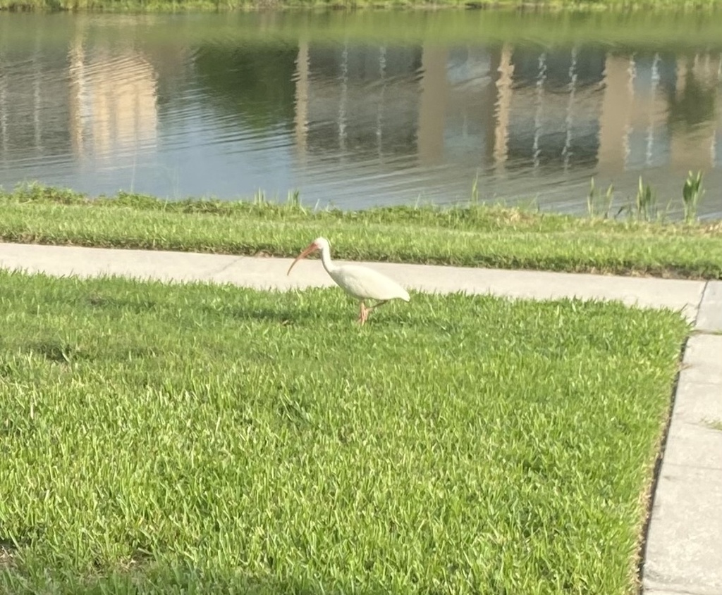 White Ibis from Seventh Avenue Cir W, Bradenton, FL, US on August 3 ...