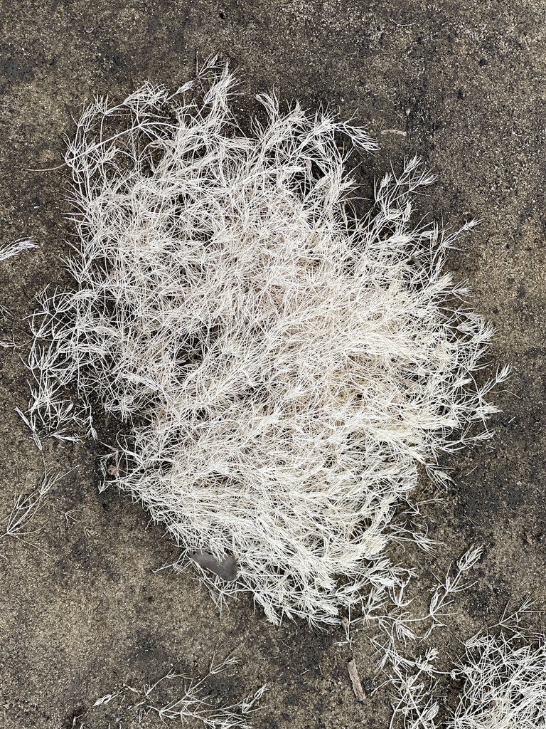 muskgrass from Embalse del Ebro, Valle de Valdebezana, Burgos, ES on ...