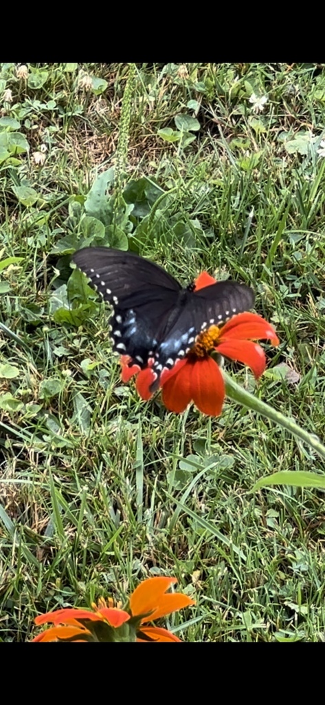 Spicebush Swallowtail in August 2023 by Delaney Dooley · iNaturalist
