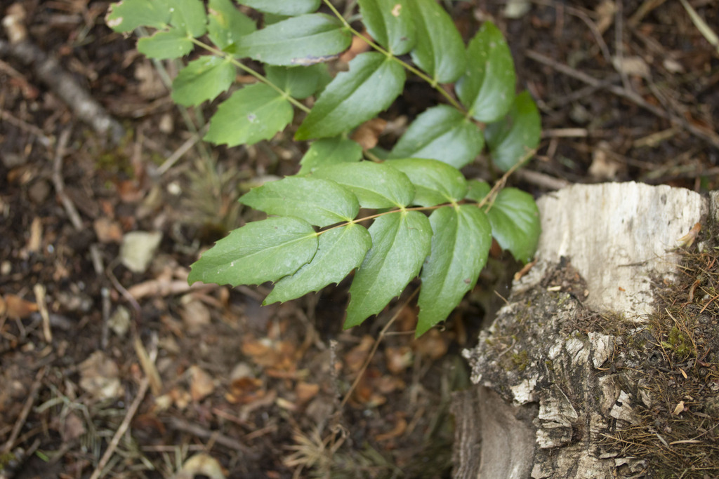 Cascade Oregon-grape from Multnomah County, OR, USA on September 18 ...