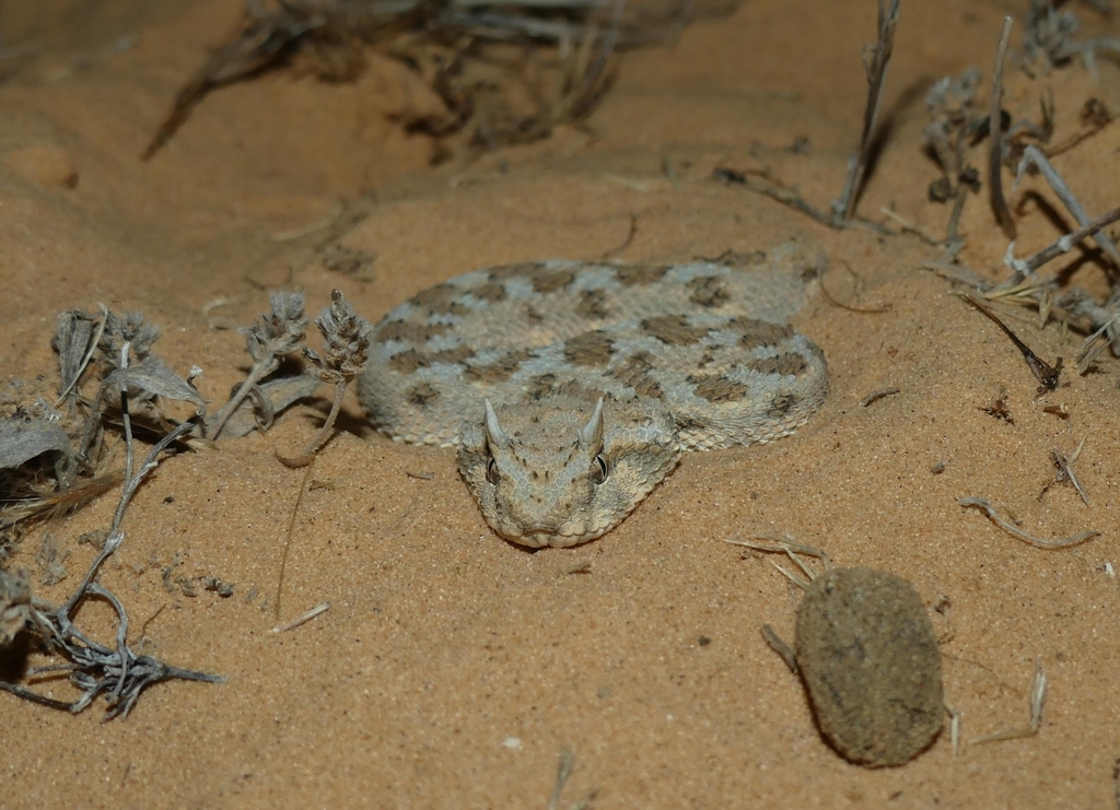Desert Horned Viper from רמת הנגב, ישראל on August 3, 2023 at 09:20 PM ...