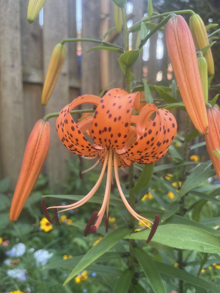 tiger lily from N Rogers Ave, Chicago, IL, US on August 3, 2023 at 06: ...