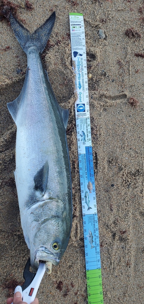 Bluefish from Dories Cove, Block Island, RI, US on July 22, 2023 at 06: ...