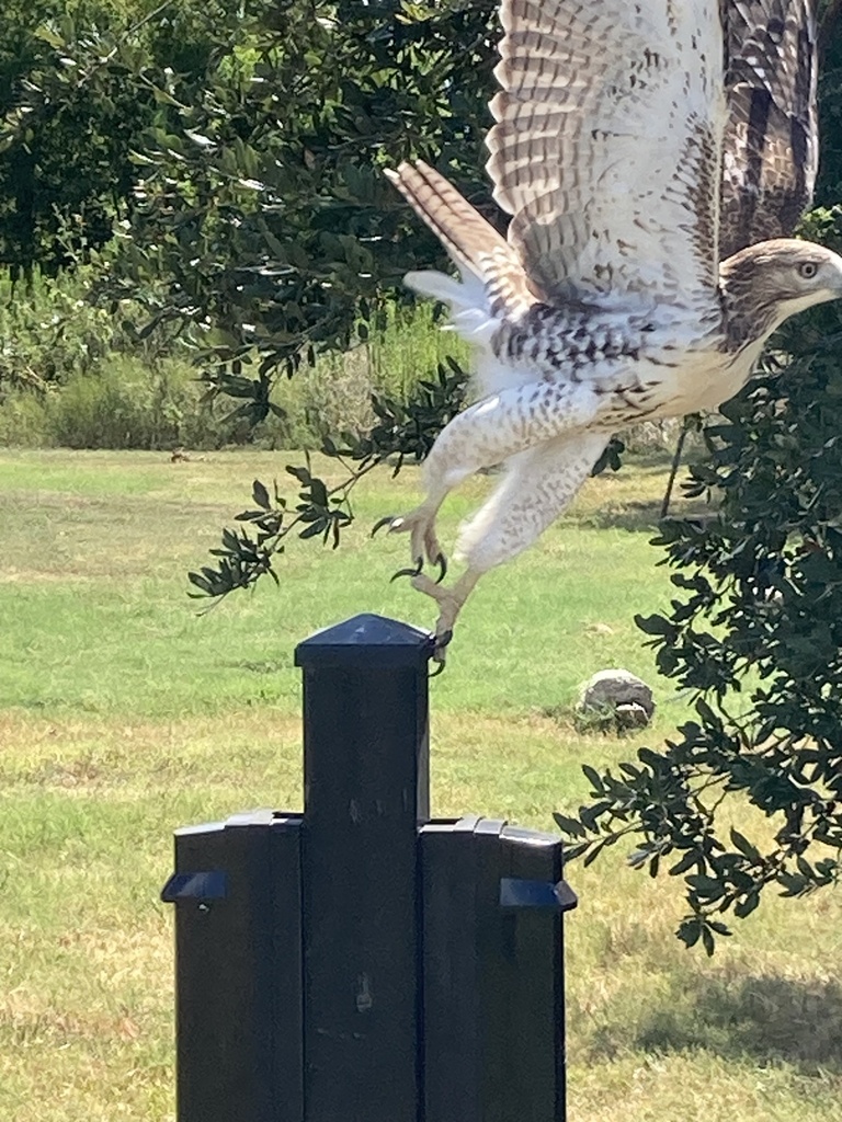 Red-tailed Hawk from Scott St, Houston, TX, US on August 2, 2023 at 11: ...