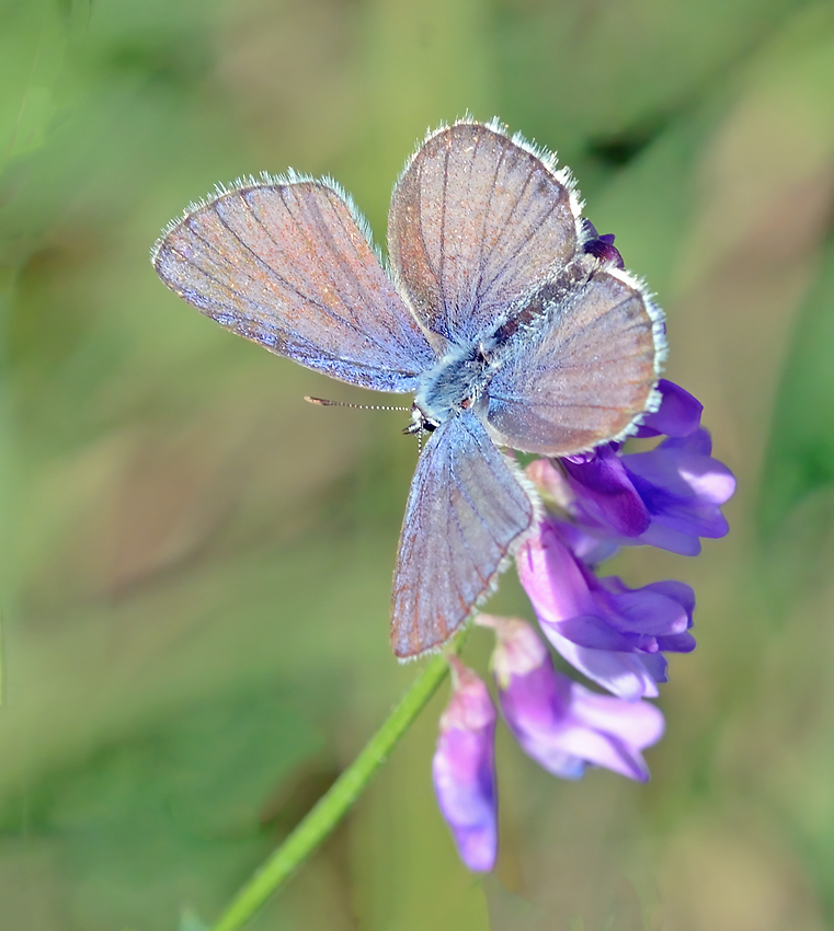 Karner Blue in July 2023 by mcthomas · iNaturalist