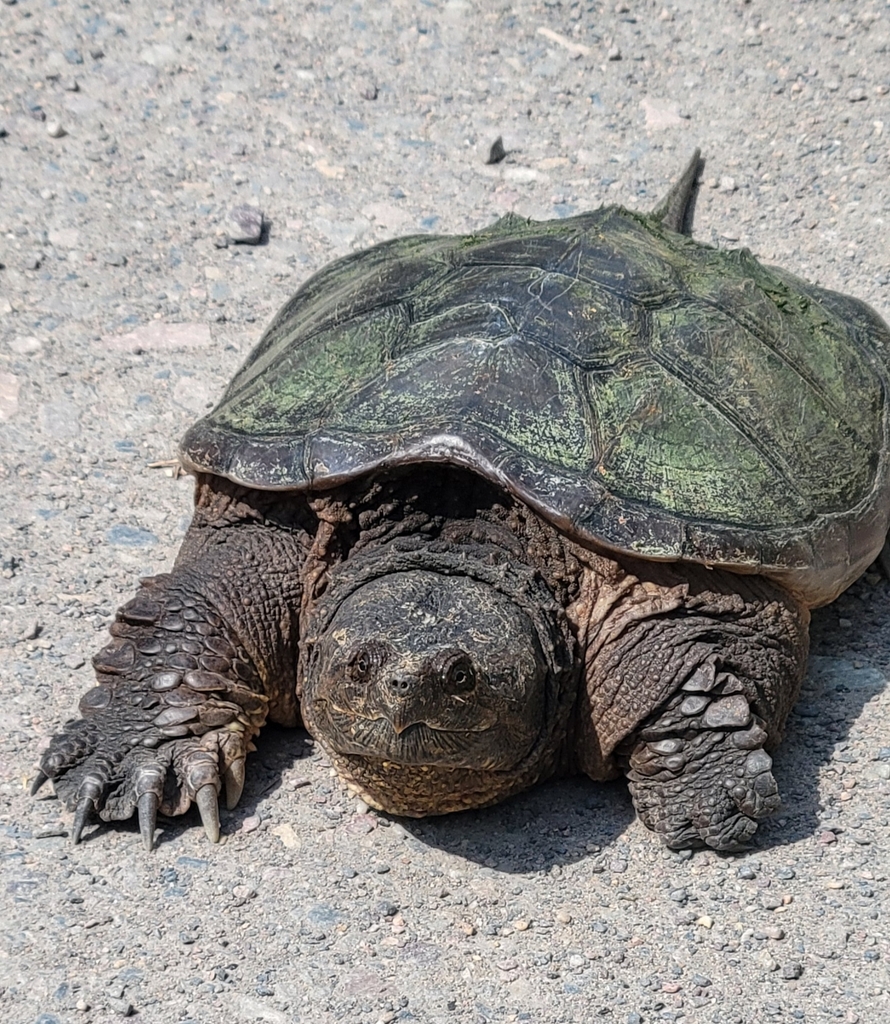 Common Snapping Turtle from South Hero, VT 05486, USA on August 3, 2023 ...