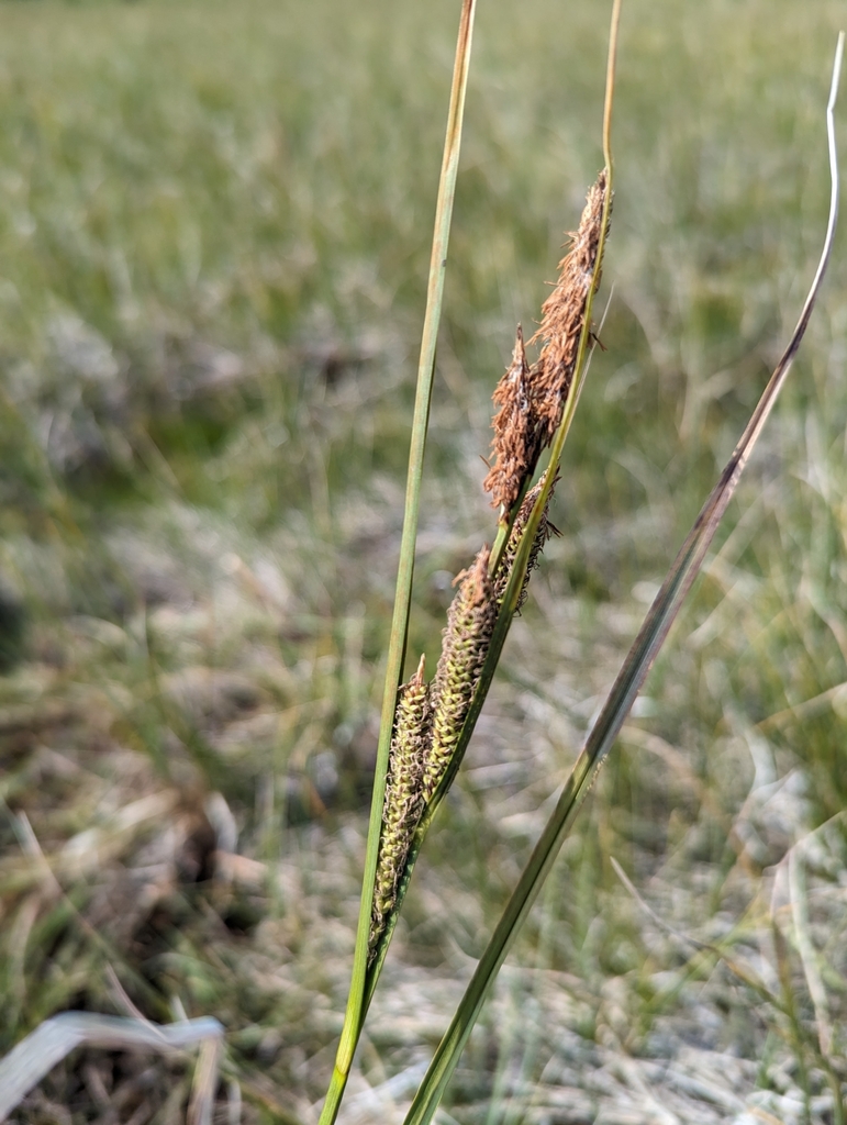 water sedge from Atlin, BC V0W 1A0, Canada on August 3, 2023 at 01:12 ...