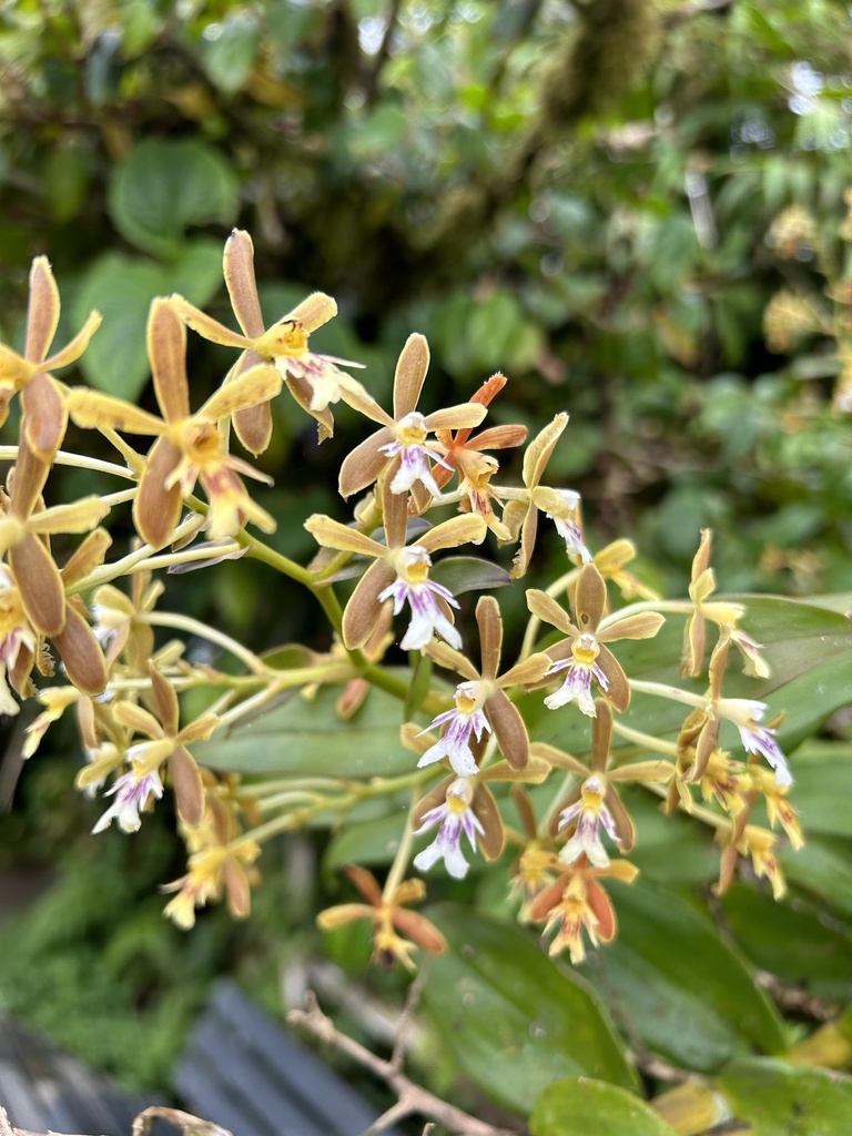 Epidendrum from Monteverde Cloud Forest Reserve, San Ramon, Alajuela ...