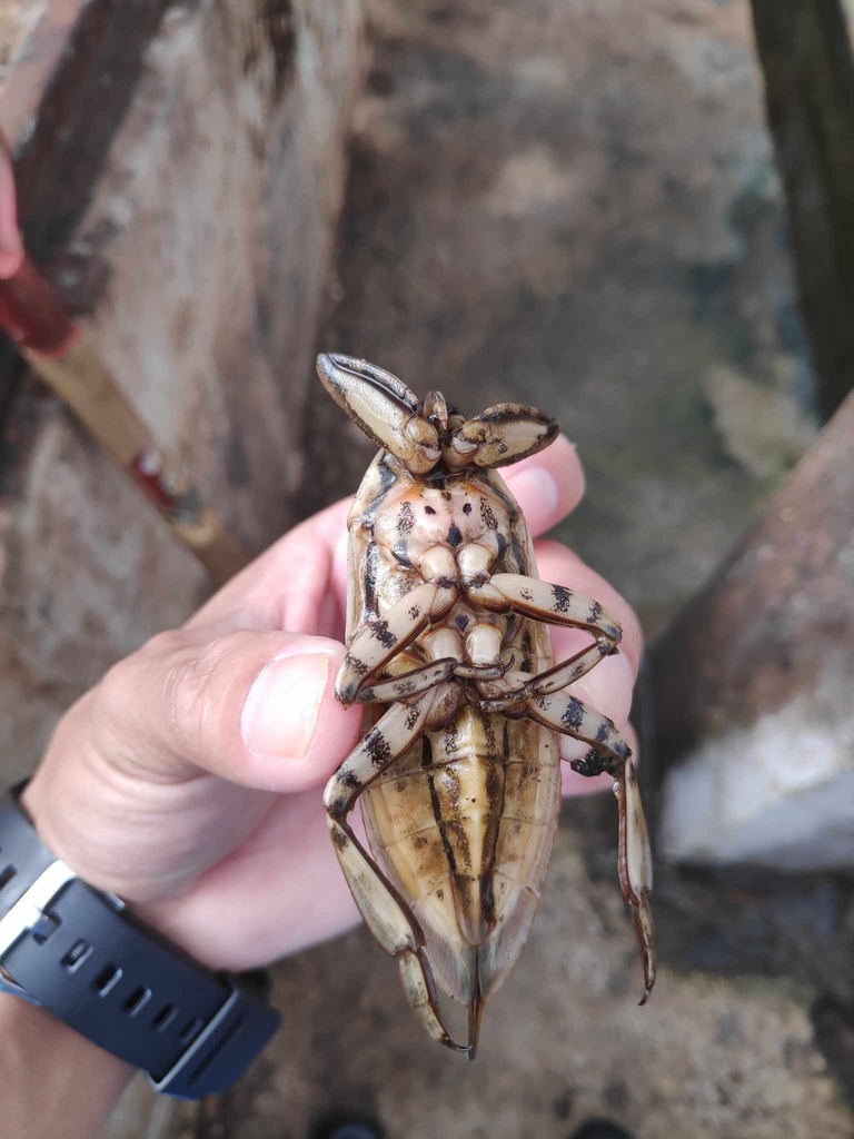 Asian Giant Water Bug from Tarlac on August 4, 2023 at 09:49 AM by ...