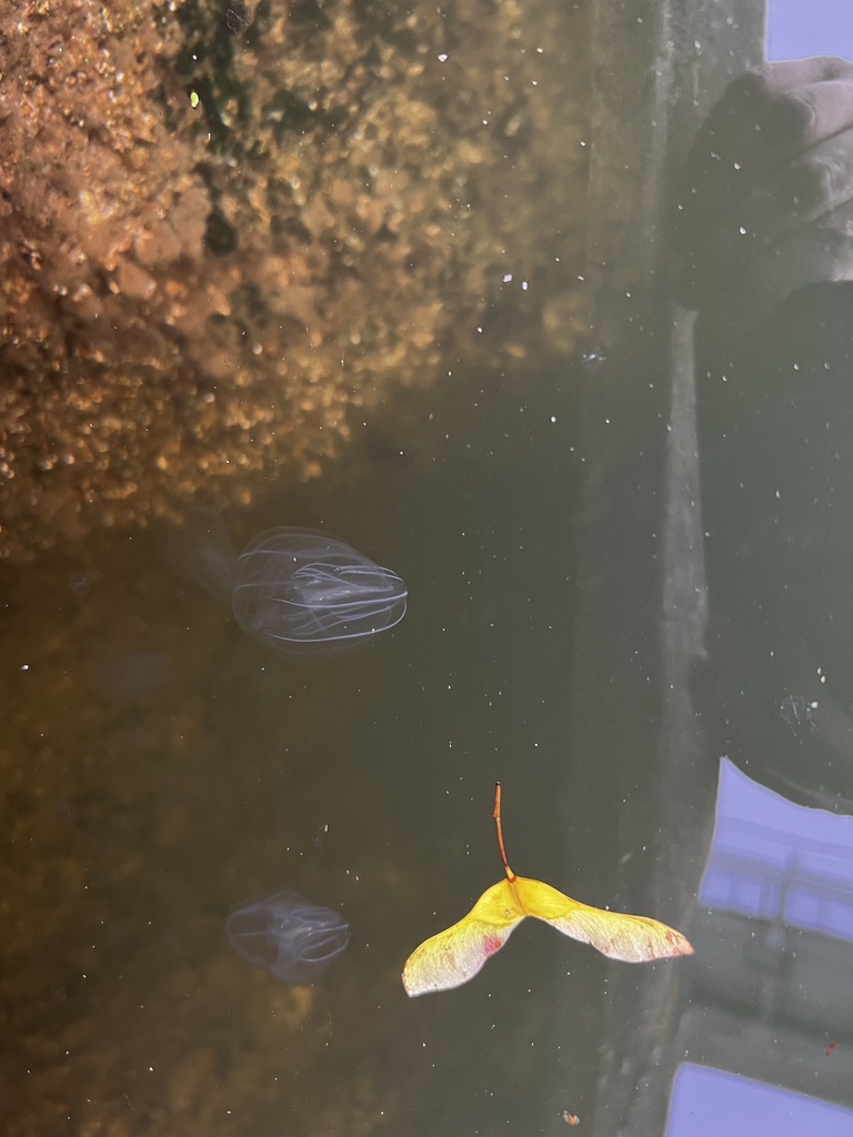 Sea Walnut from Canal de Caen à la Mer, Bénouville, Normandie, FR on ...