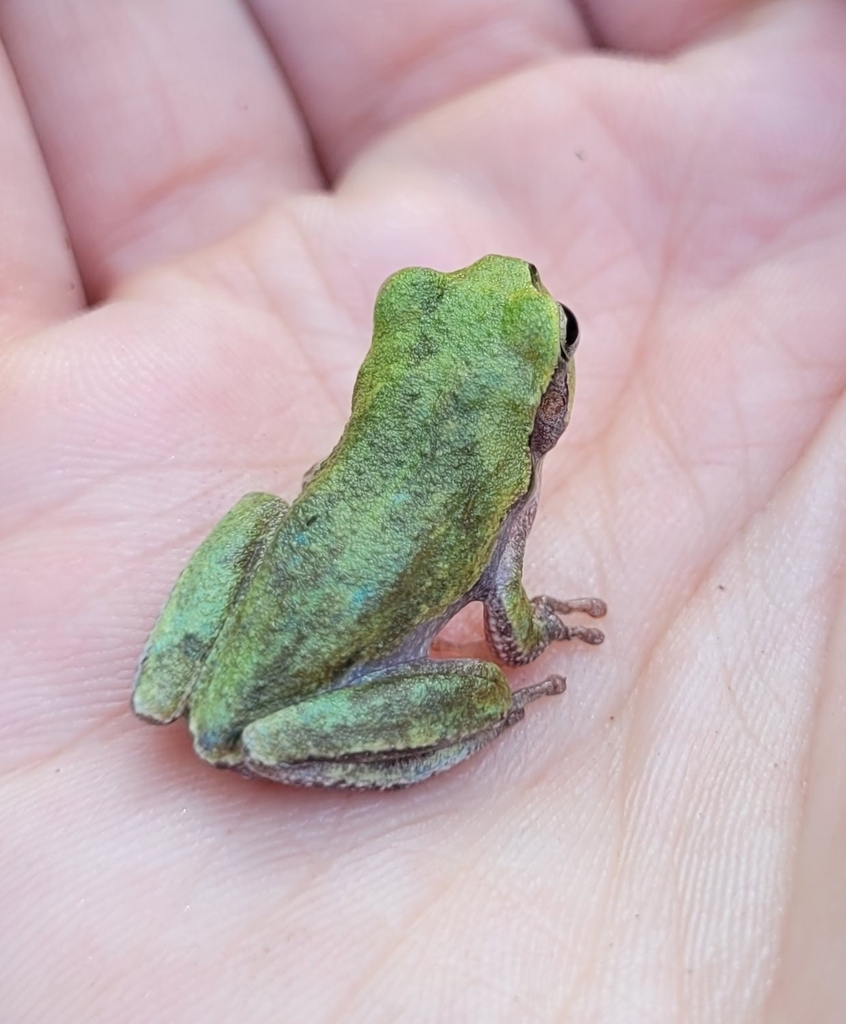 Pine Woods Tree Frog from Ash, NC 28420, USA on August 3, 2023 at 10:03 ...