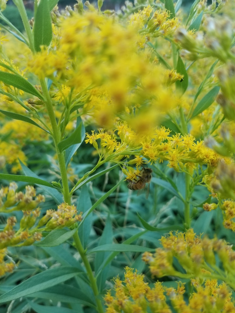 Western Honey Bee from Northwest Portland, Portland, OR, USA on August ...
