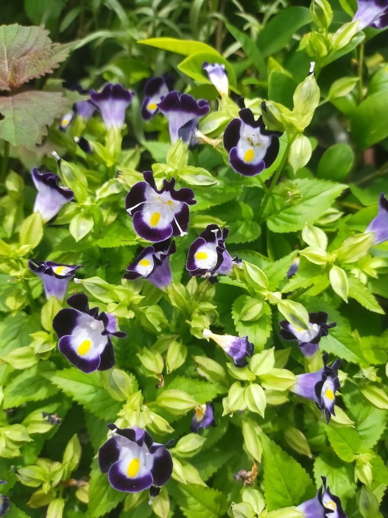 wishbone flower from 106台灣台北市大安區黎和里 on August 4, 2023 at 12:17 PM by ...