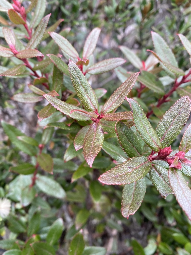 copperleaf snowberry from Tasmania, Wellington Park, TAS, AU on August ...