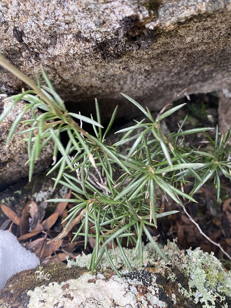 Olearia pinifolia from Tasmania, Wellington Park, TAS, AU on August 3 ...