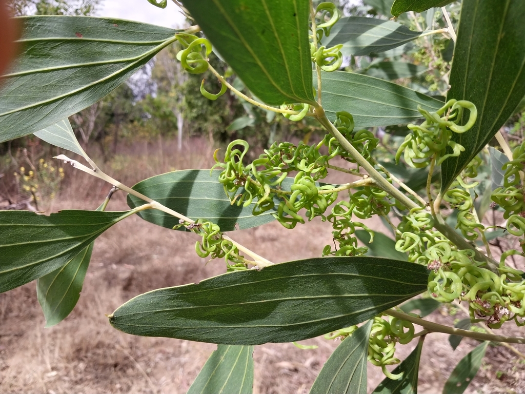 candelabra wattle from Katherine South NT 0850, Australia on August 4 ...