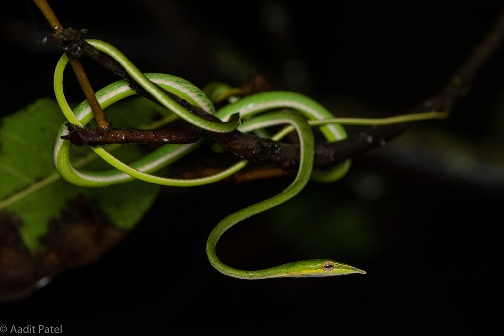 Indian Vine Snake from Dharampur, Gujarat, India on August 2, 2023 at ...