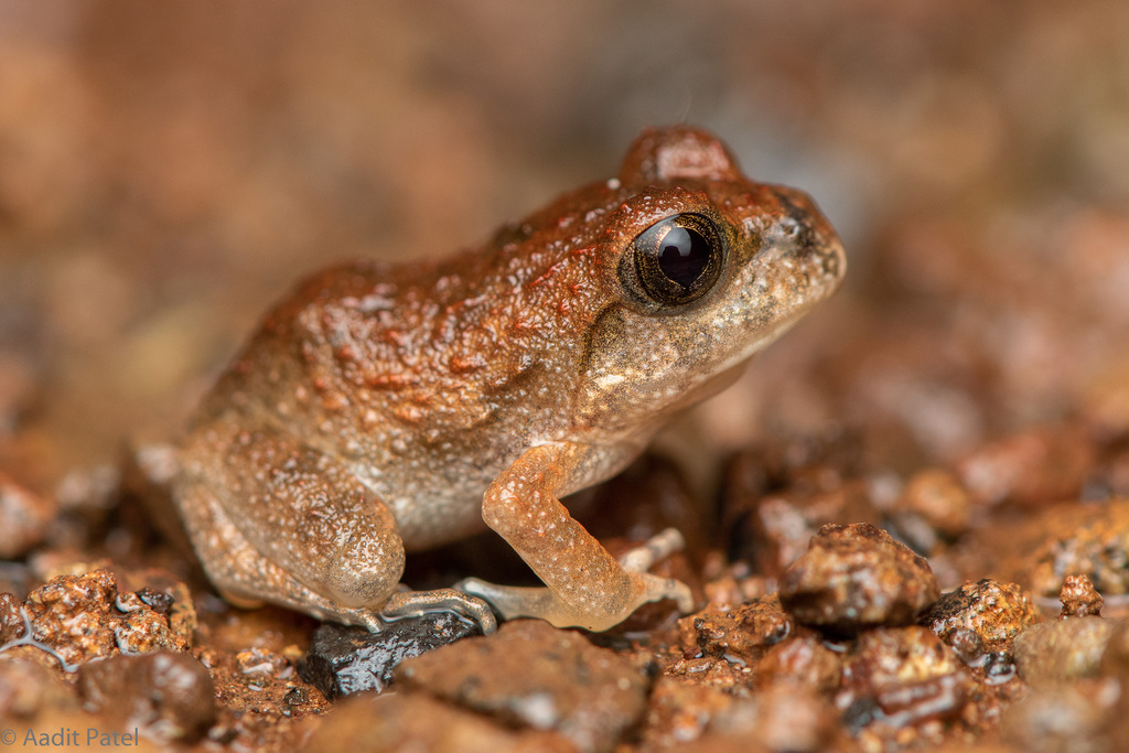 Indian Burrowing Frog from Dharampur, Gujarat, India on August 2, 2023 ...
