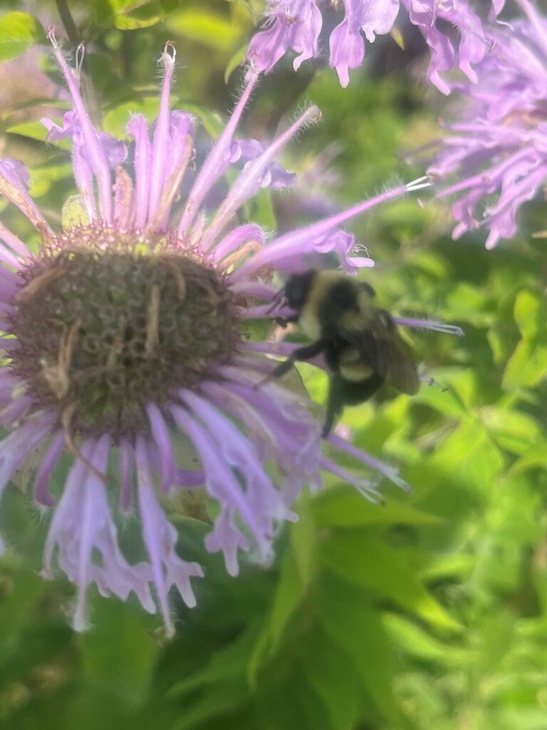 Rusty-patched Bumble Bee in August 2023 by Elyse Leannais · iNaturalist