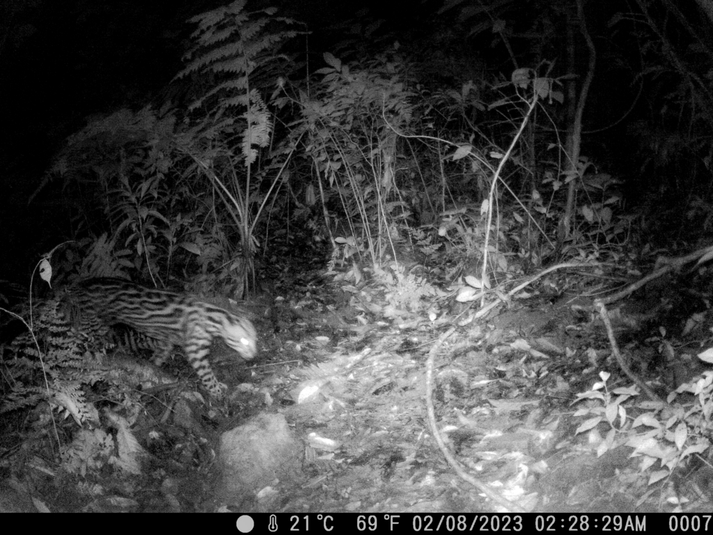 Ocelot from Santa Fé, Panamá on August 2, 2023 at 02:28 AM by Edgar ...