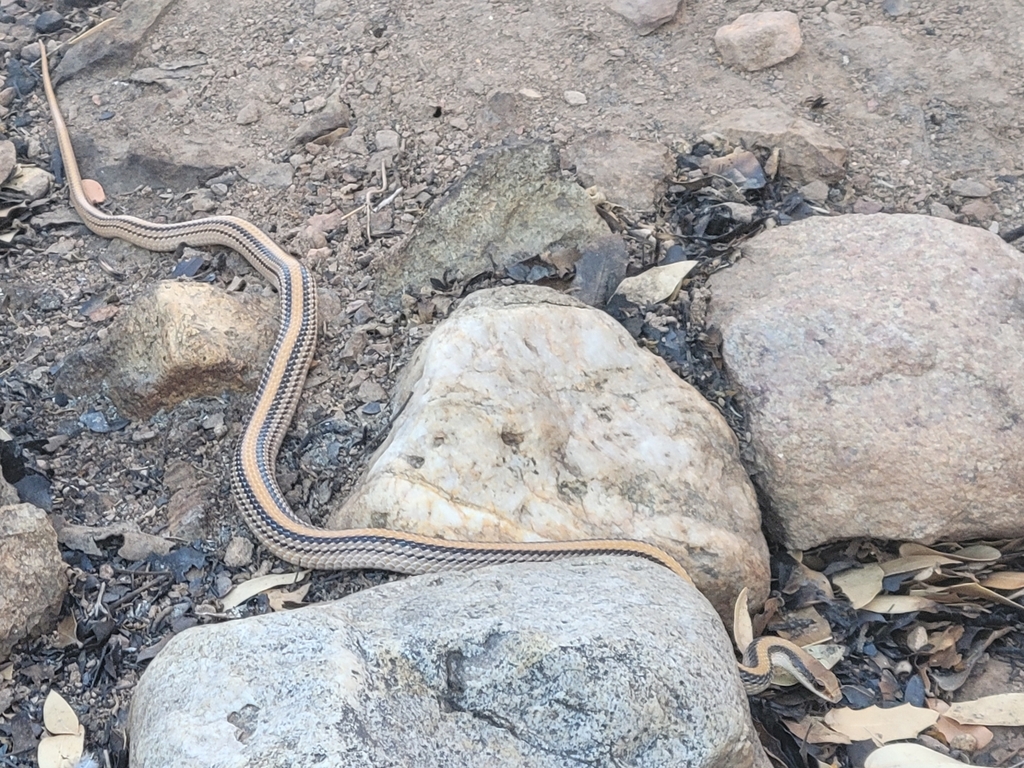 Big Bend Patchnose Snake in August 2023 by Robert Weissler · iNaturalist