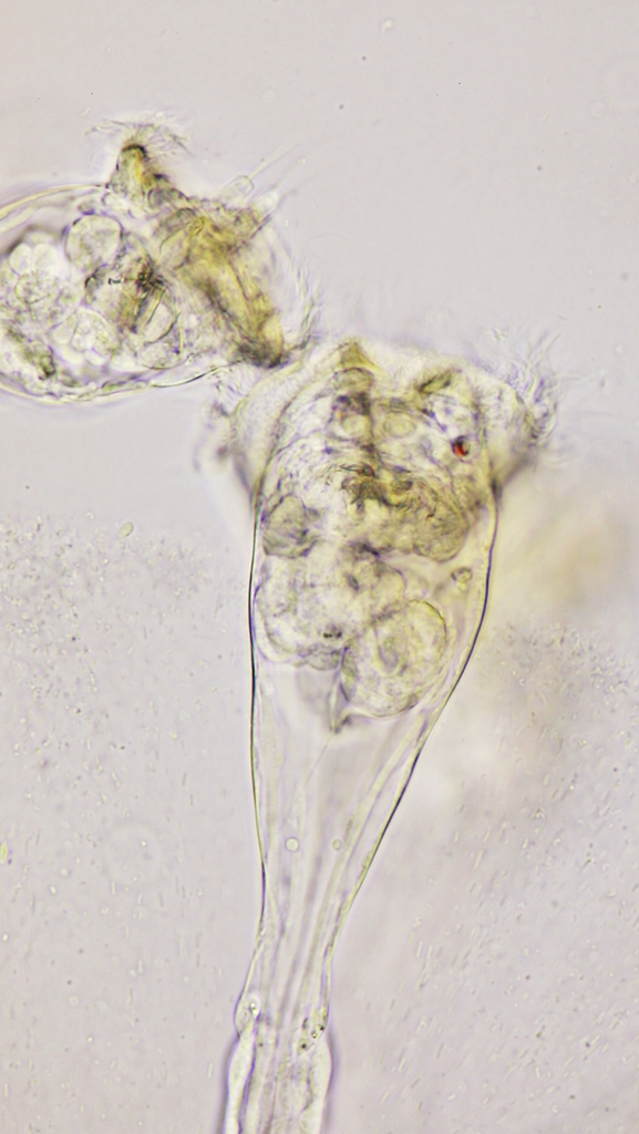 Conochilus hippocrepis from Kotka, Finland on July 27, 2023 by Paula ...