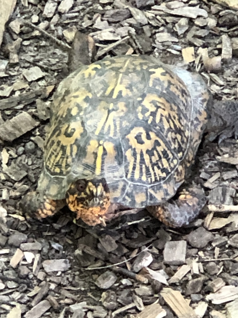 Common Box Turtle in August 2023 by Kayakerbob York · iNaturalist