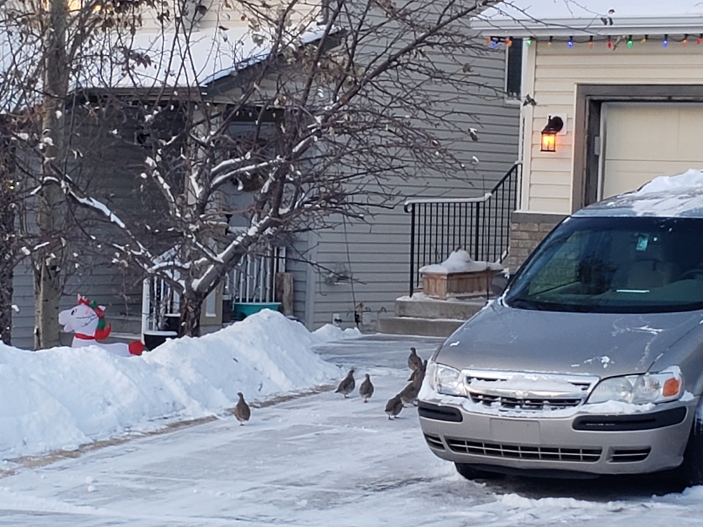 Gray Partridge from Calgary, AB T3A 5H5, Canada on December 23, 2022 at ...