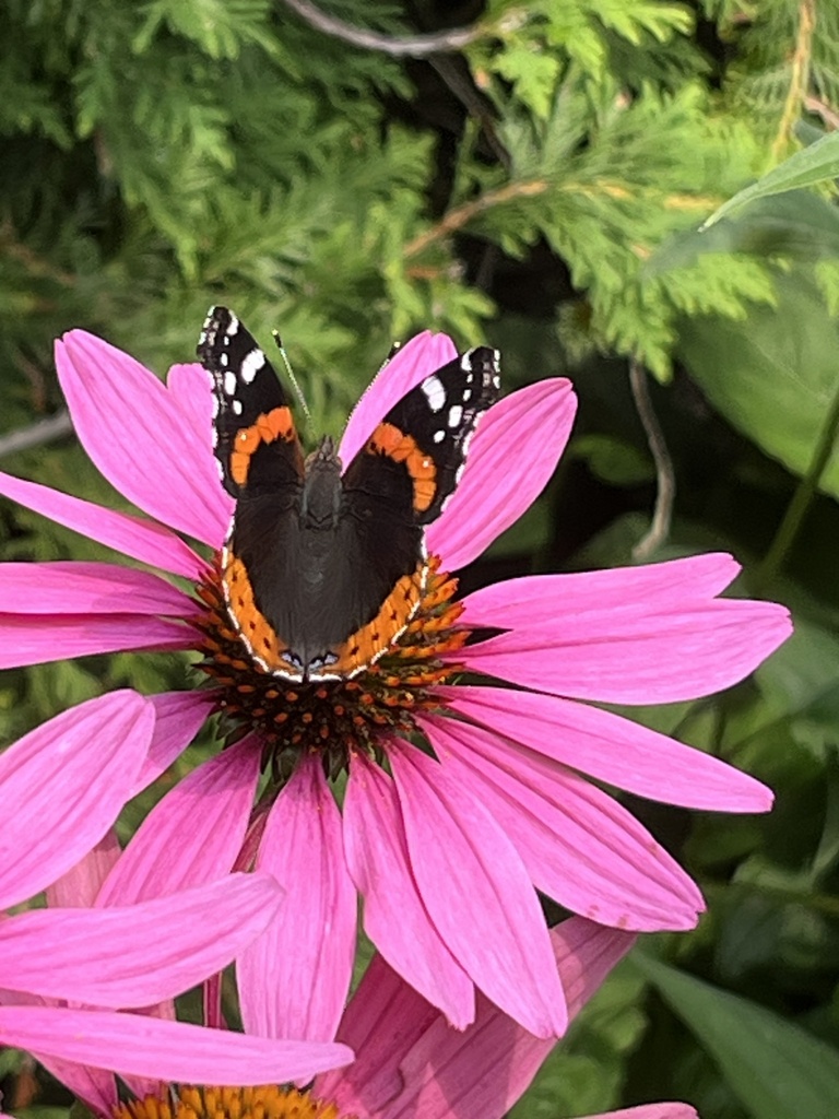 American Red Admiral from Bath Rd, Kingston, ON, CA on August 4, 2023 ...