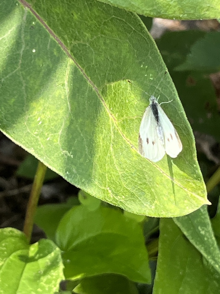 Small White from Bath Rd, Kingston, ON, CA on August 4, 2023 at 11:02 ...
