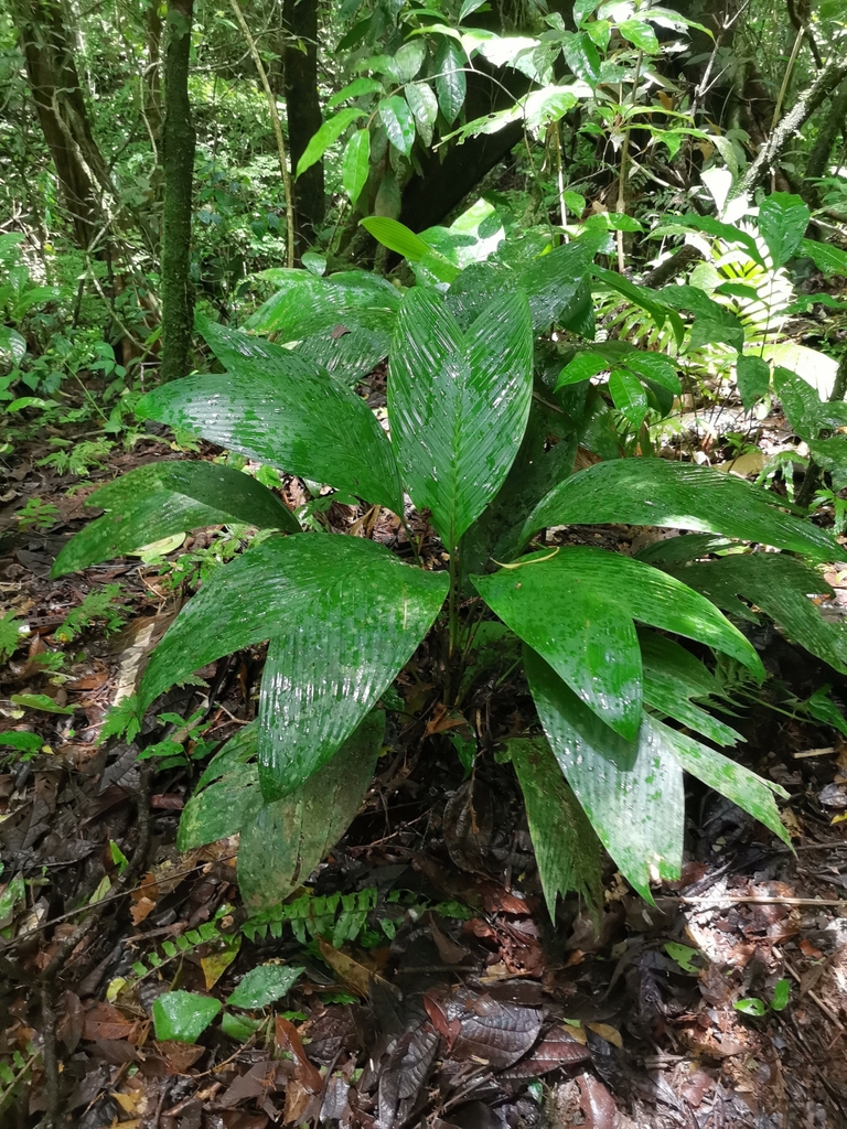 palms, bullanocks, and allies from Costa Rica on August 4, 2023 at 11: ...