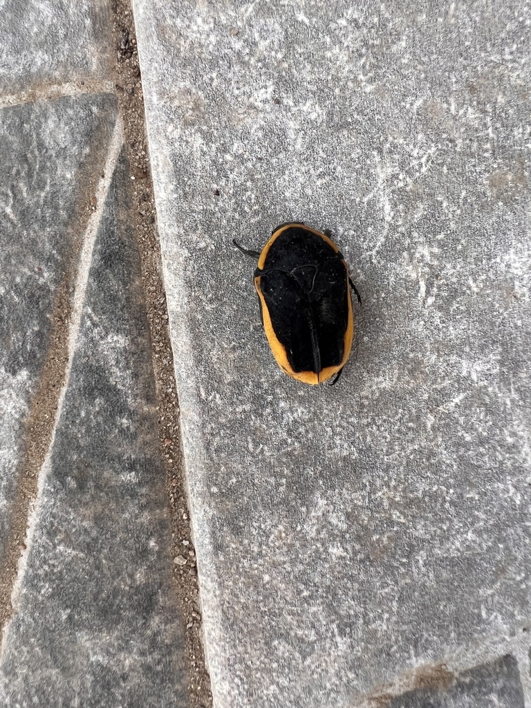 sun beetle from Awutu Efutu Senya, GH-CP, GH on March 6, 2023 at 11:26 ...