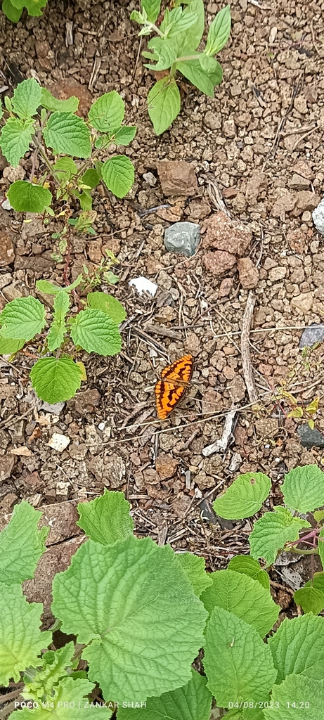 Spotted Joker from Q44H+PGF, Vidhyanagar, Bhavnagar, Gujarat 364002 ...