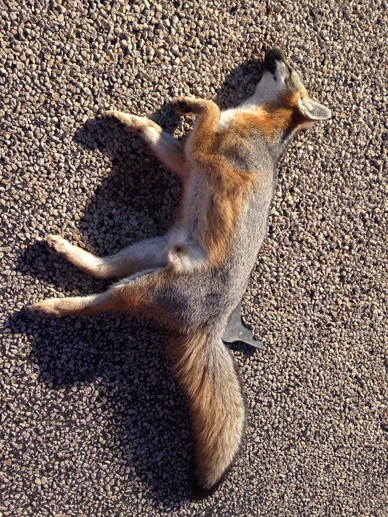 Gray Fox from FM 2034 on December 3, 2015 at 09:35 AM by Krysta Demere ...