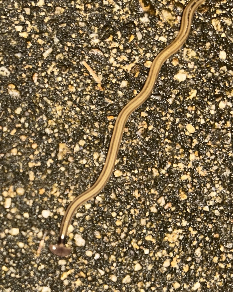 Shovel-headed Garden Worm from Sedgewick Dr, Virginia Beach, VA, US on ...