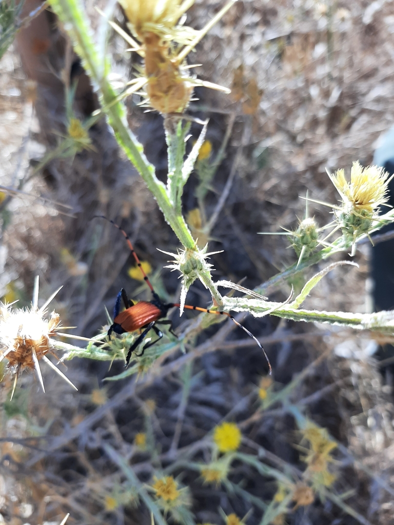 Winged and Once-winged Insects from Corona, CA 92878, USA on August 4 ...