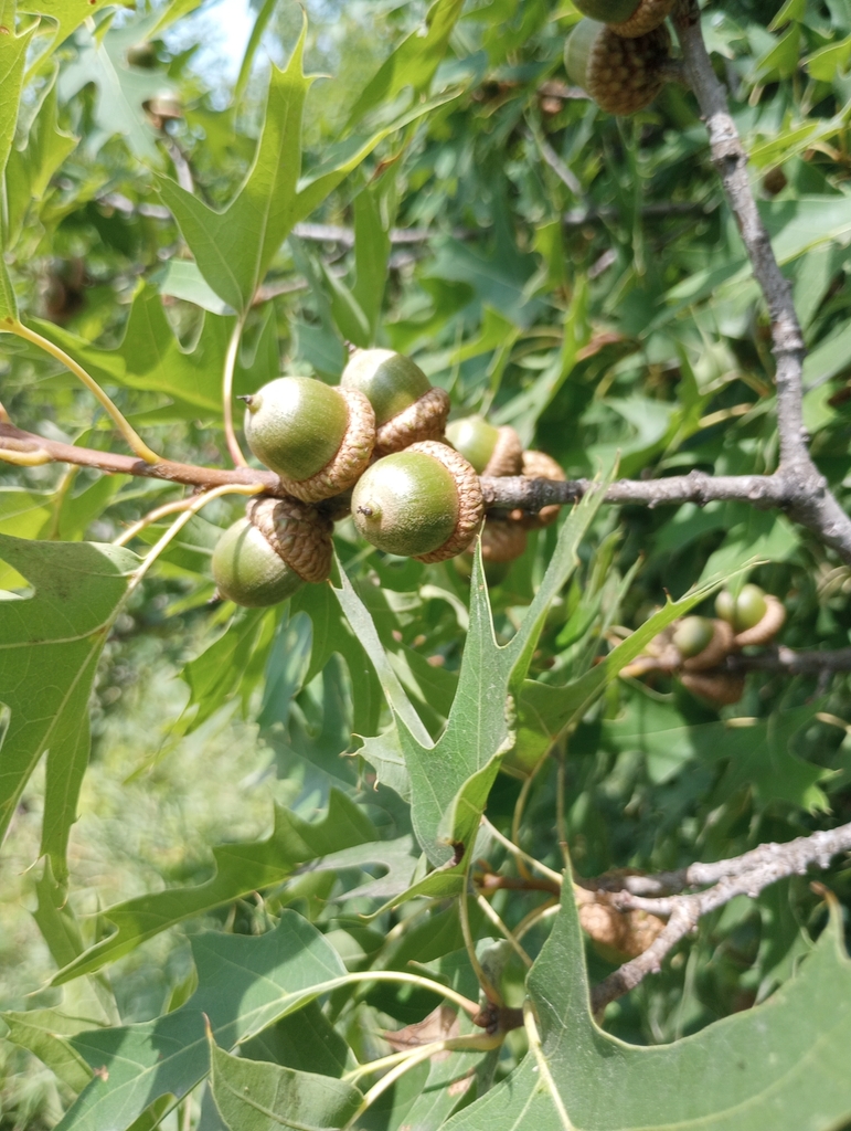 northern red oak from Prior Lake, MN, USA on August 4, 2023 at 12:07 PM ...
