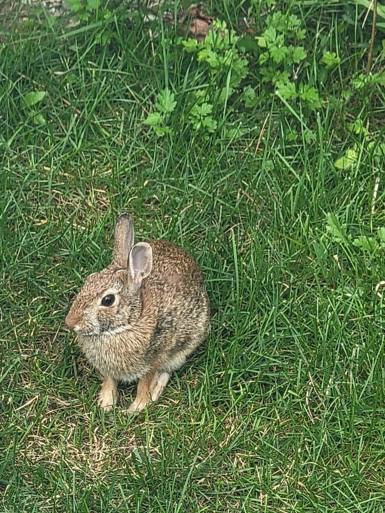 Cottontail Rabbits in August 2023 by Emmanuel AppiahKubi · iNaturalist