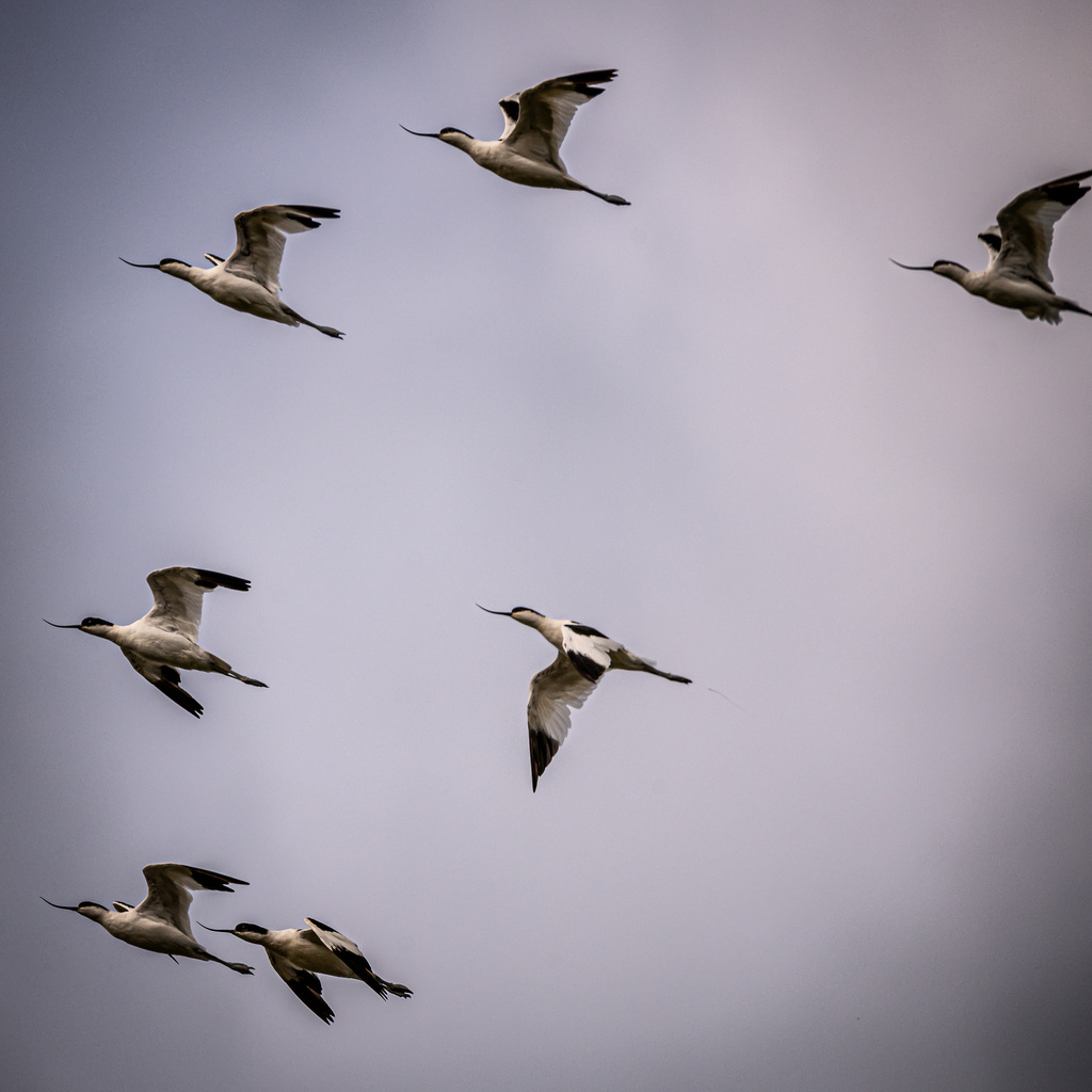 Pied Avocet from Cliffe and Cliffe Woods CP, Rochester, England, GB on ...