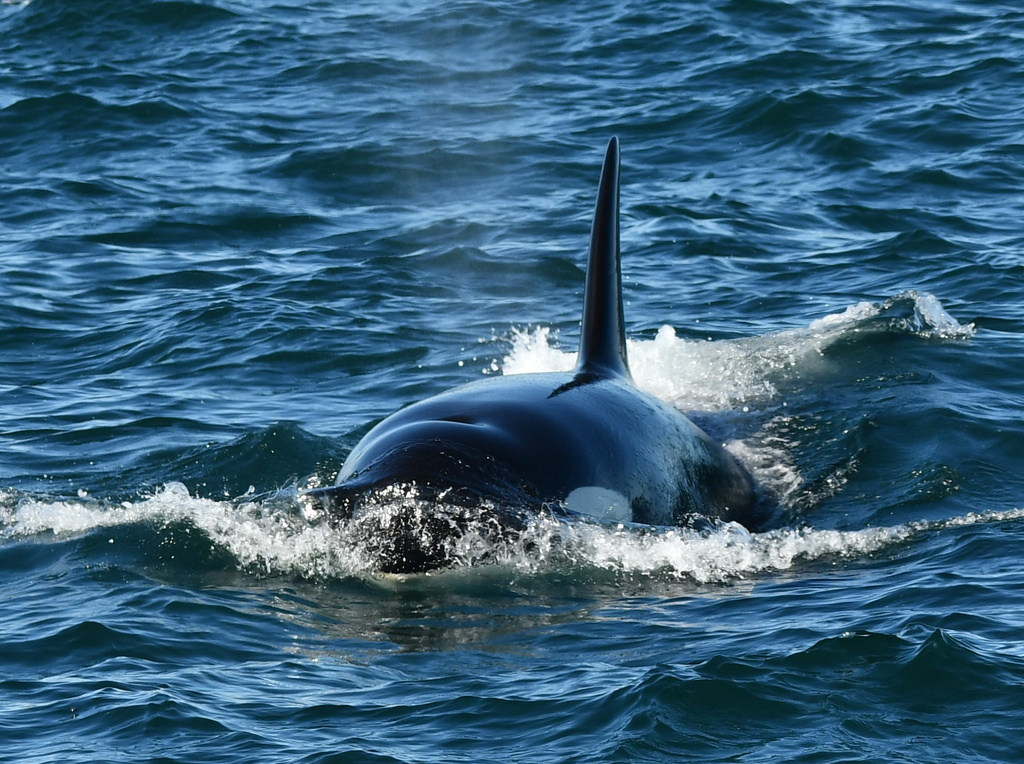 Orca in August 2023 by Brandy Ritchie. Biggs KW’s T122, T046D, T046E ...