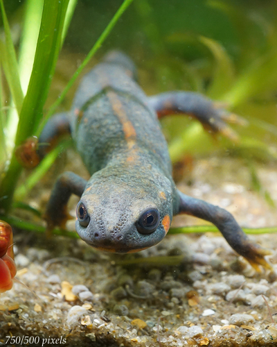 Blue-tailed Fire-bellied Newt (Hypselotriton cyanurus) · iNaturalist
