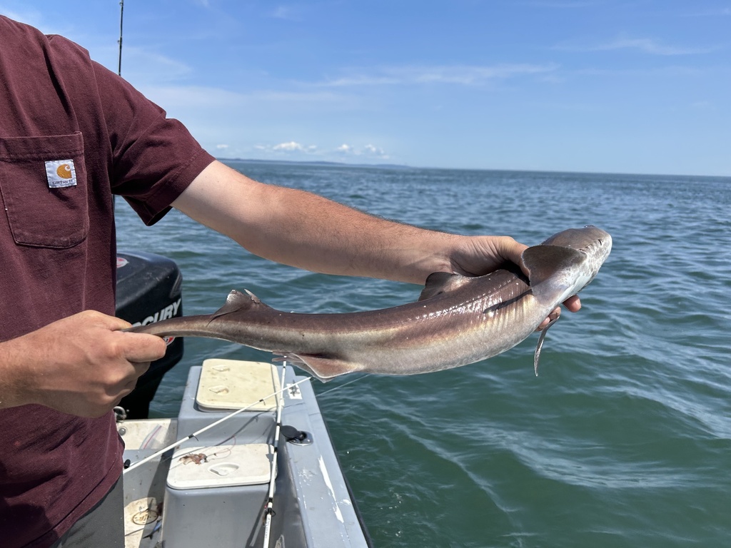 White-spotted Dogfish from Bay of Fundy, Musquash, NB, CA on August 3 ...