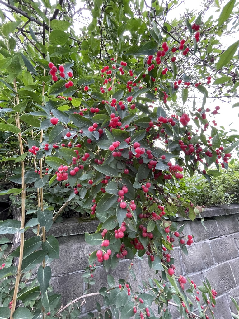 Mountain holly from Rue Lévis, Val-d'Or, QC, CA on July 30, 2023 at 04: ...