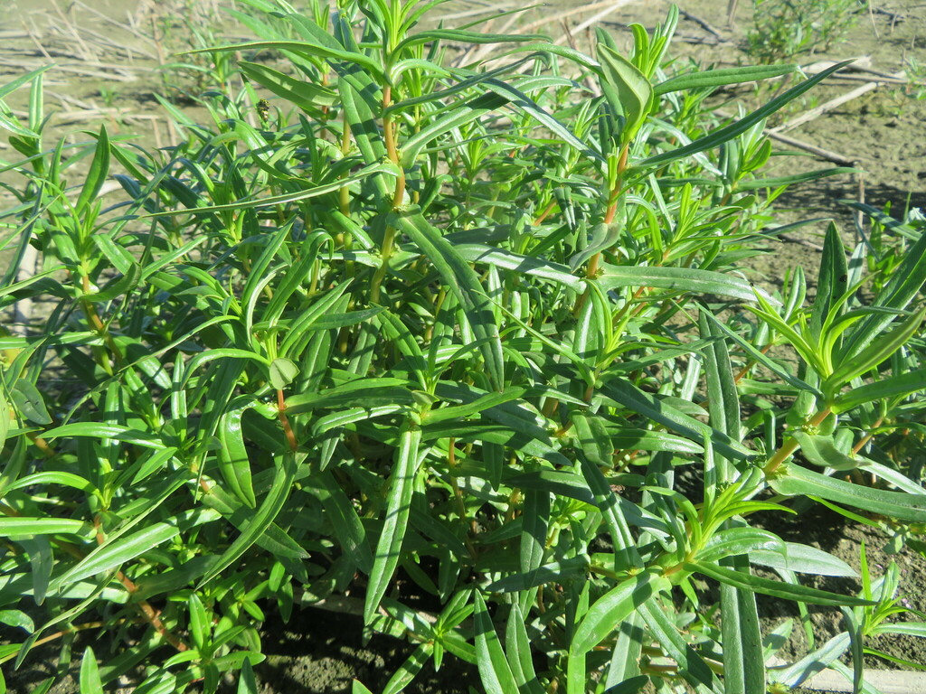 Scarlet Toothcup from Riverside County, CA, USA on August 4, 2023 at 08 ...