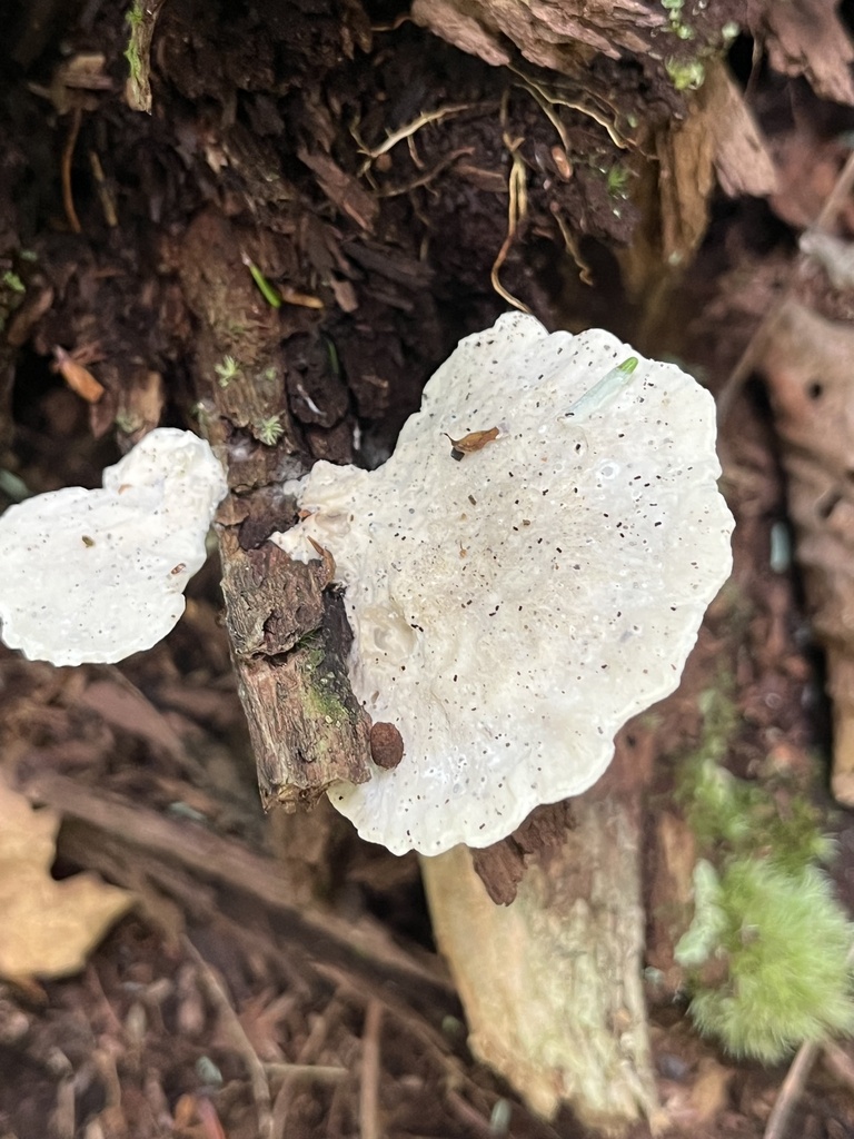 White Cheese Polypore from McConnells Mill State Park, Portersville, PA ...