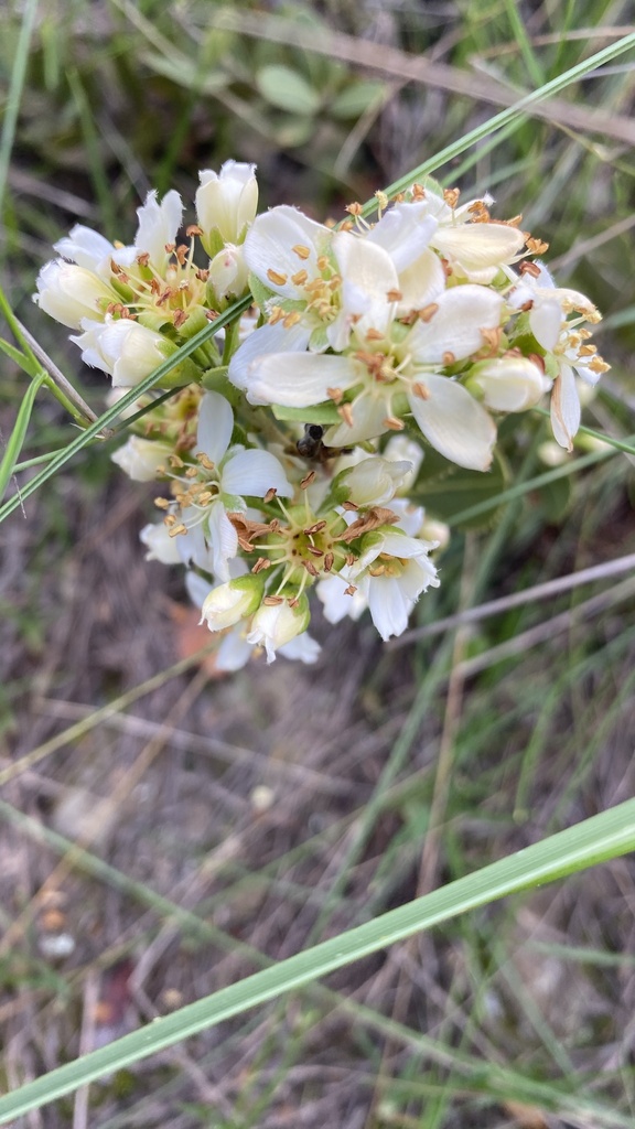 Bollen from Dumuño, Quintero, Valparaíso, CL on August 4, 2023 at 09:27 ...