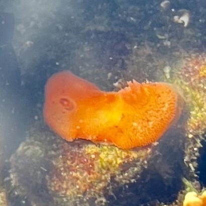 Red Sponge Dorid from South Cove, OR, US on August 4, 2023 at 10:31 AM ...