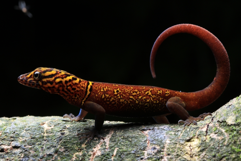 Brilliant South American Gecko from Mount Tamana on August 3, 2023 at ...