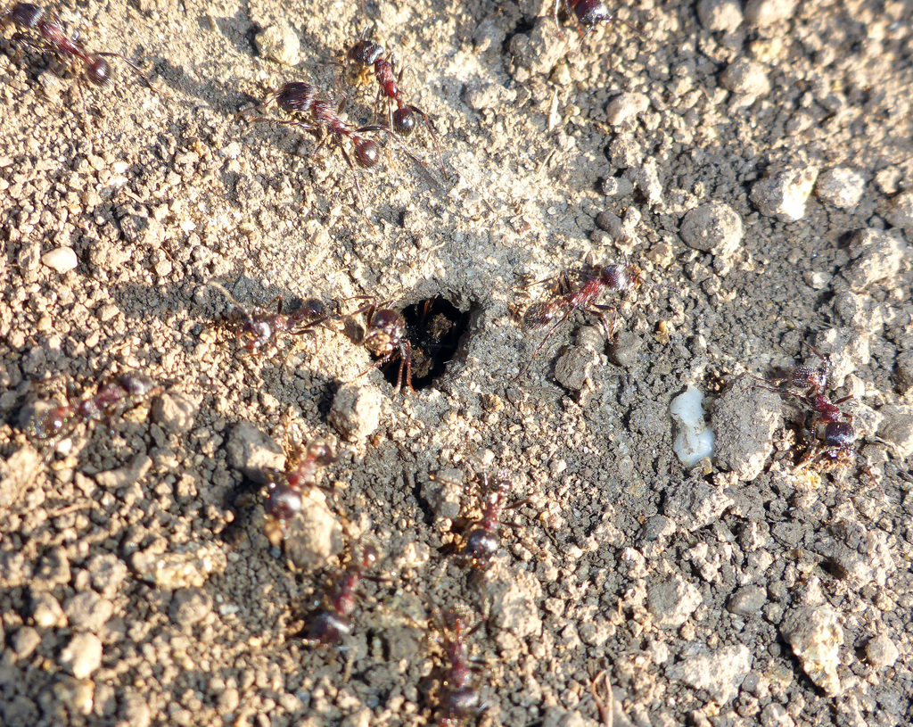 Andre's Harvester Ant from Rossmoor on February 27, 2016 at 03:52 PM by ...