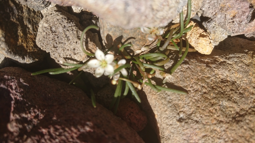 Montia campylostigma from 4691, New Zealand on January 28, 2019 at 11: ...